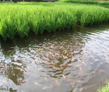 Mekong ecotour - What is a rice-fish system in Mekong Delta?