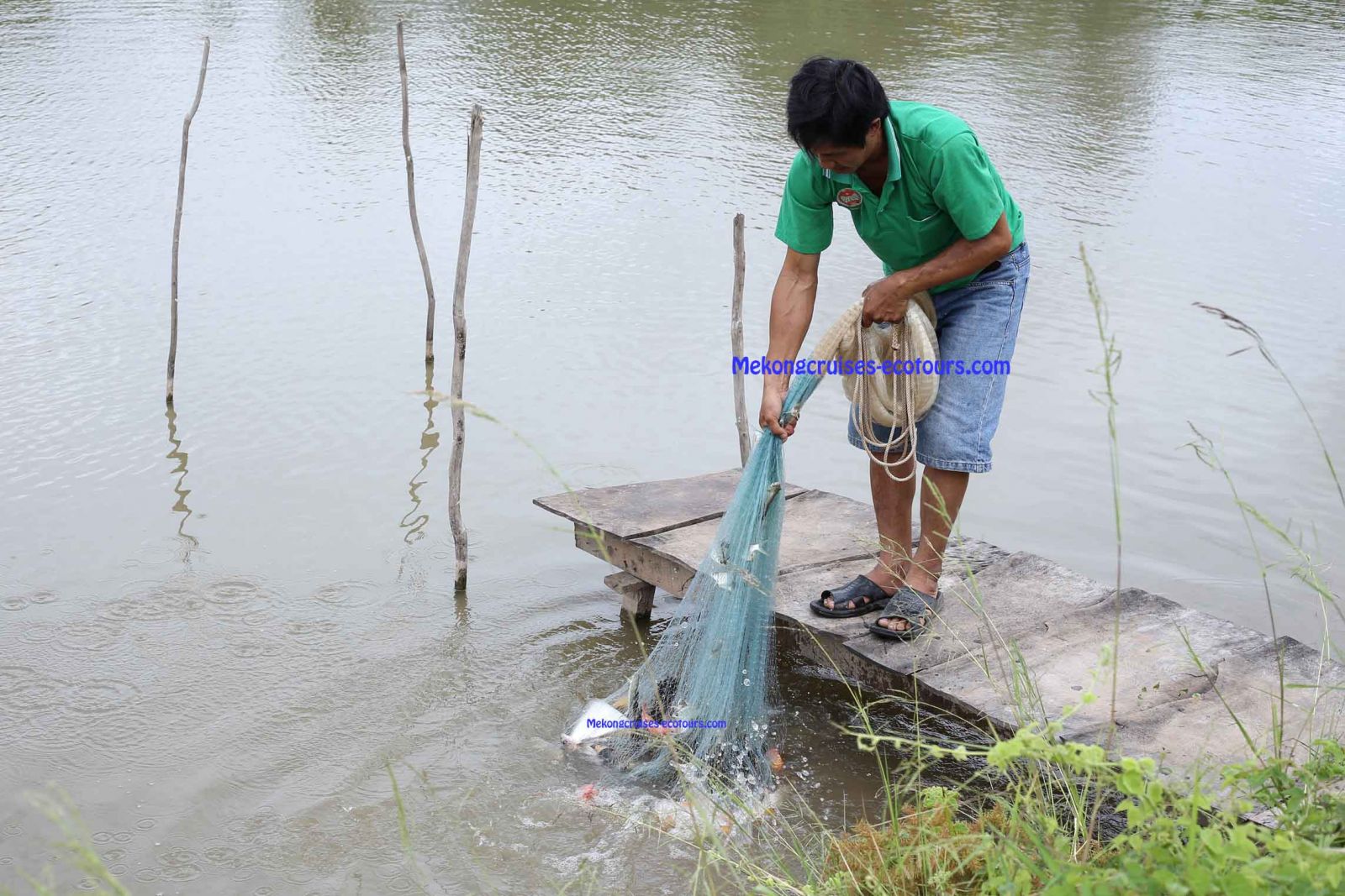 Mekong ecotour - What is a rice-fish system in Mekong Delta? - VI